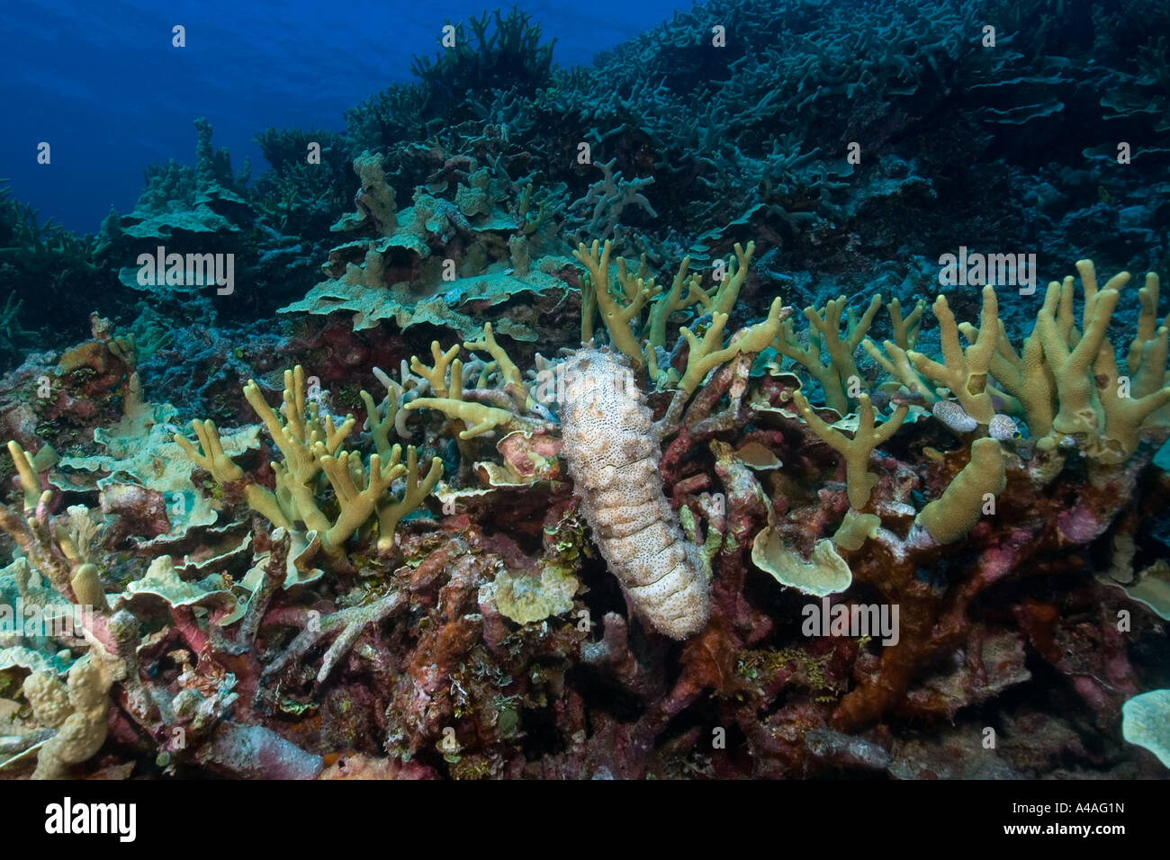 Giant sea cucumber Thelenota anax on reef Truk lagoon Chuuk Federated ...