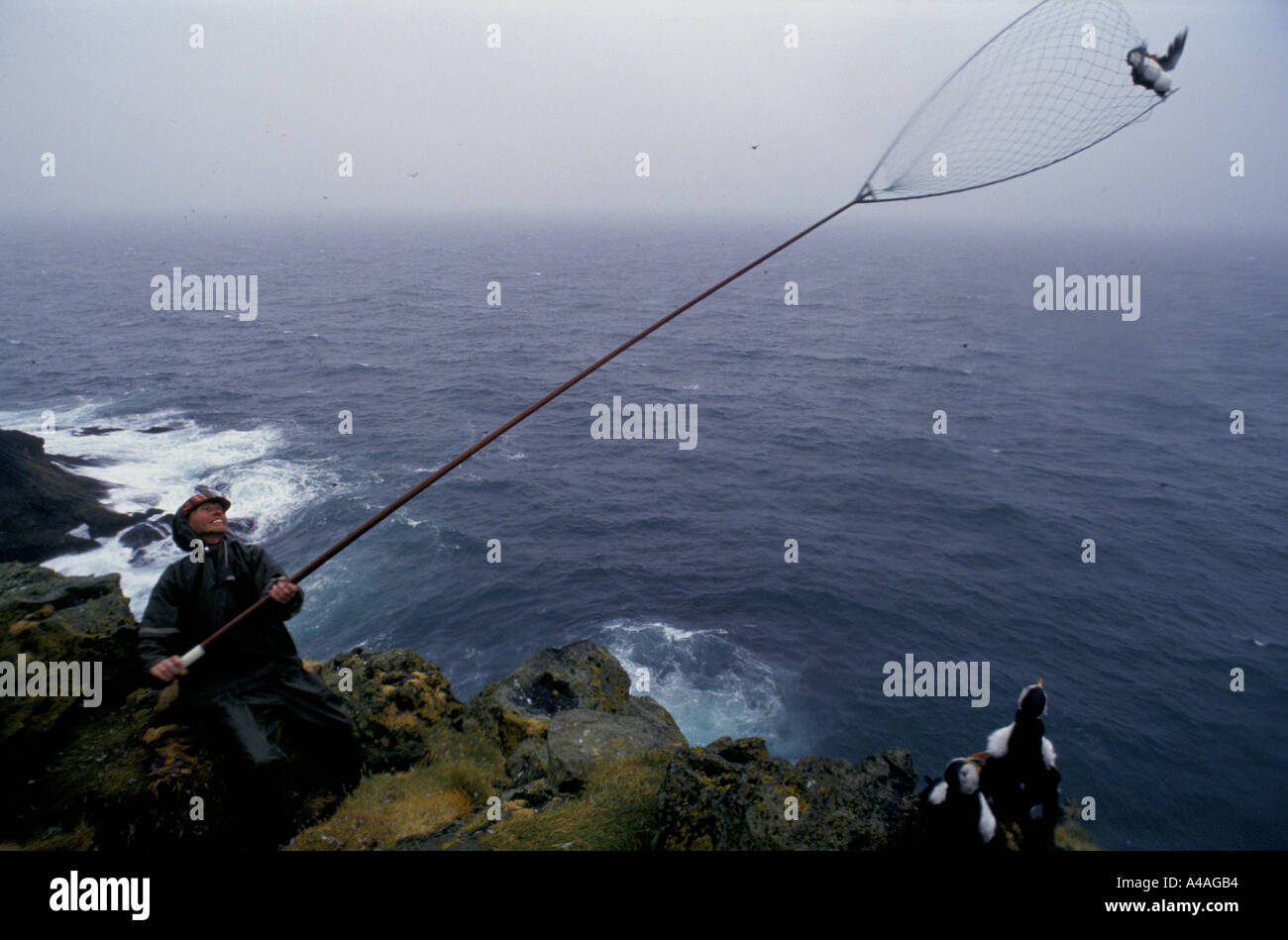 Westermann Islander Gudni Hjorleiffson catching puffin with a ...