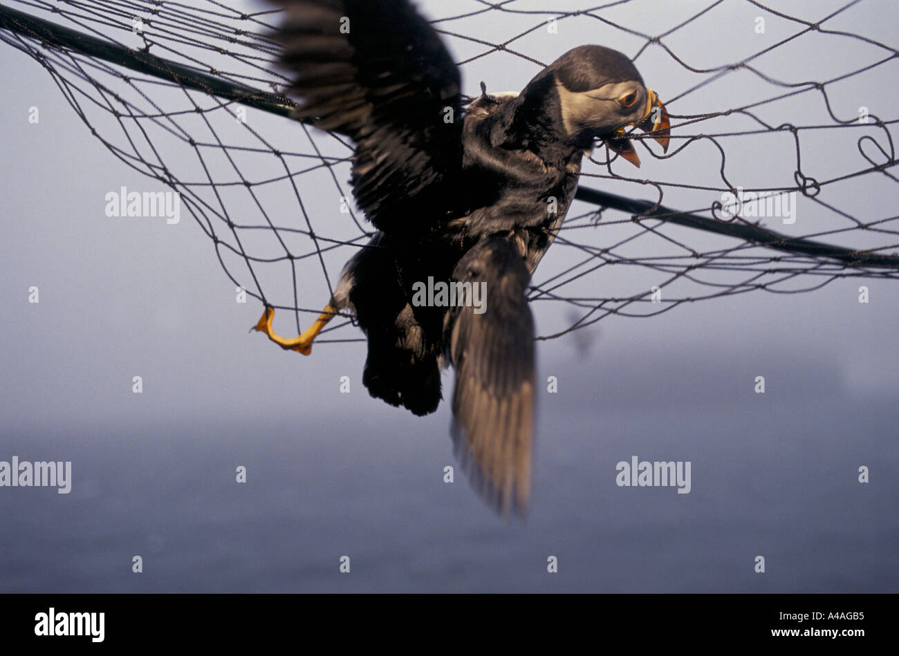 Puffin kill hi-res stock photography and images - Alamy