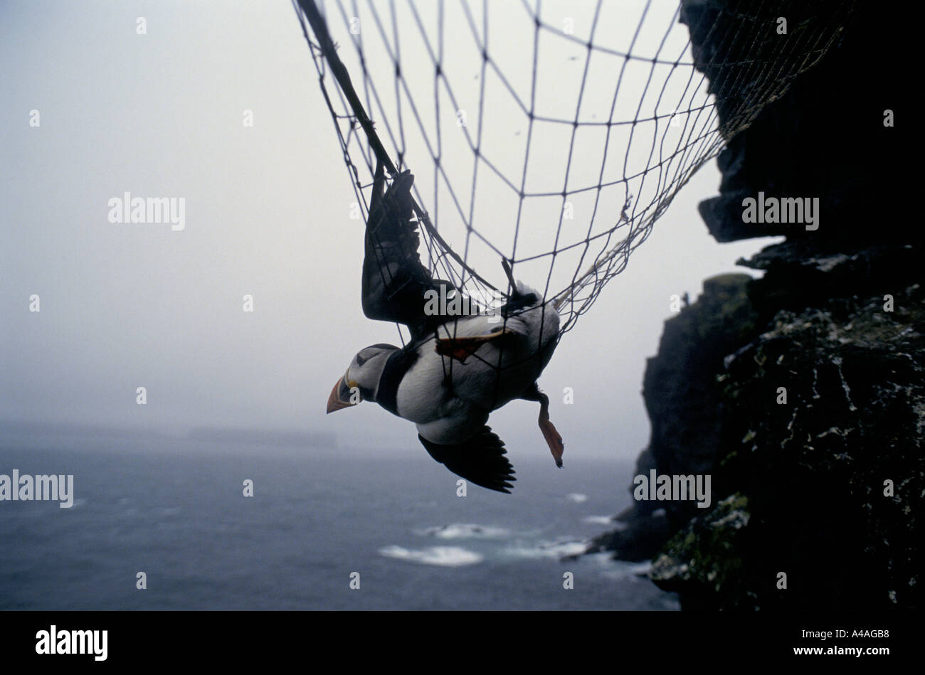 A puffin in iceland hi-res stock photography and images - Alamy