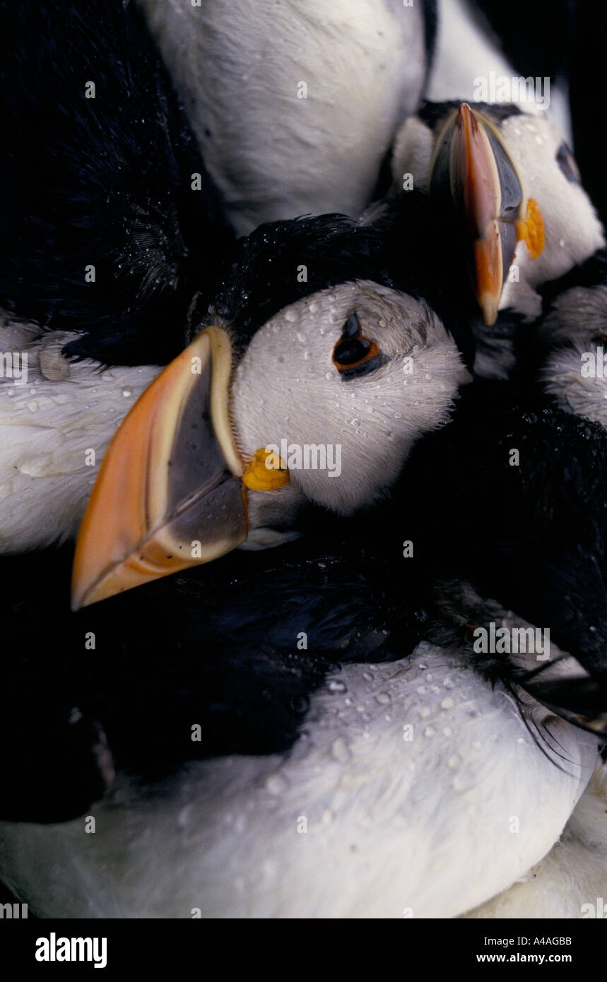 puffin hunting: raindrops settle on a cluster of caught puffins after a ...