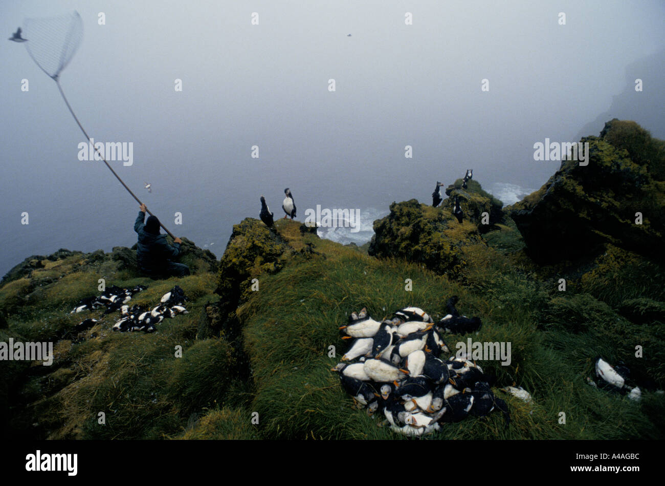 Westermann Islander Gudni Hjorleiffson catching puffin with a ...