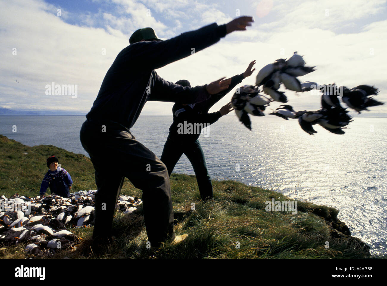 Puffin Hunting: The puffin hunters throw bunches of dead puffins over ...