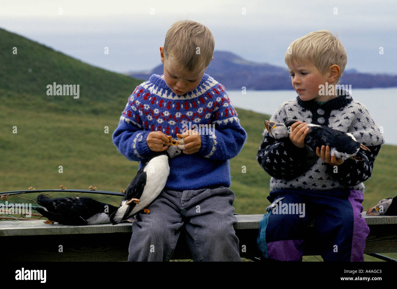 WESTMANN ISLANDS, ICELAND, JULY 1993: Puffin Hunting: Puffin hunters ...