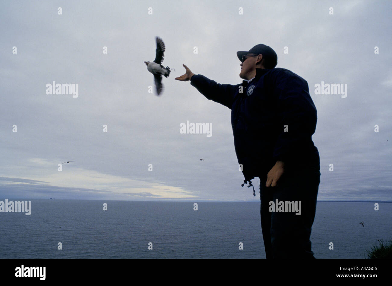 WESTMANN ISLANDS, ICELAND, 1993 Puffin Hunting: Joi Ragg by tradition ...