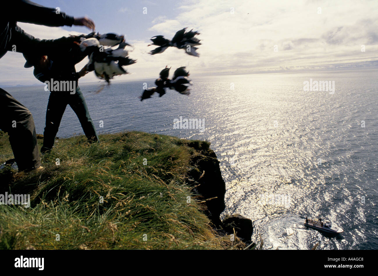 Puffin Hunting: The puffin hunters throw bunches of dead puffins over ...
