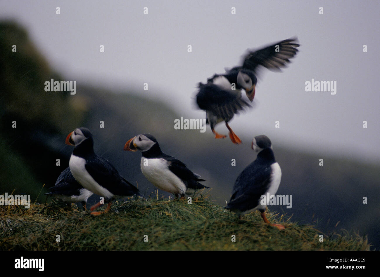 puffin hunting a puffin flies into land and joins 3 puffins perched on ...