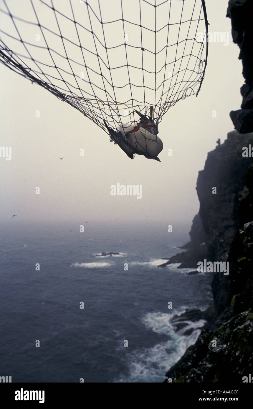 Puffin Hunting: A puffin caught in the net of the Hafwar. The hunters ...