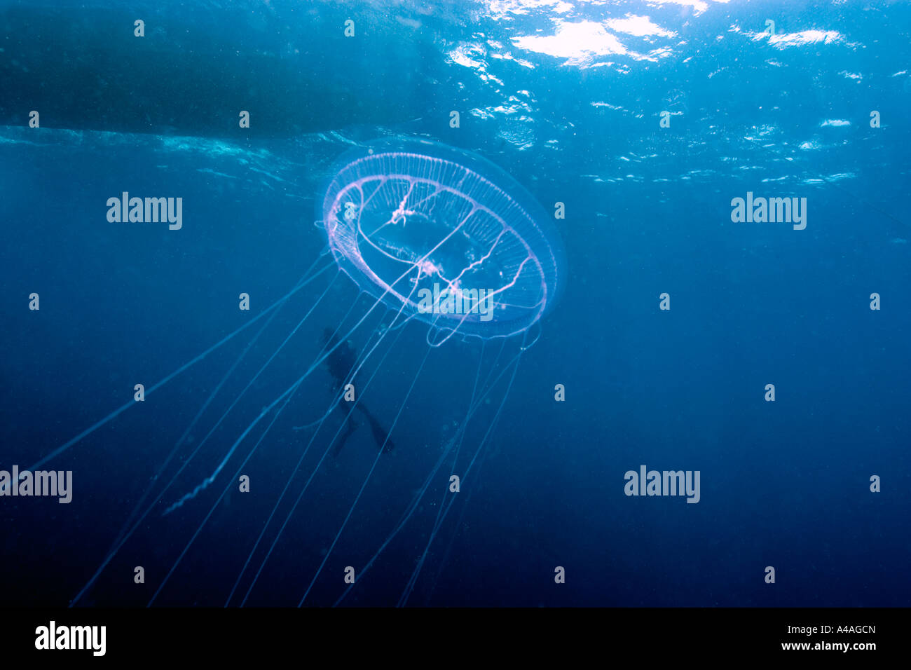 Hydrozoan medusa Aequorea sp and diver Truk lagoon Chuuk Federated ...