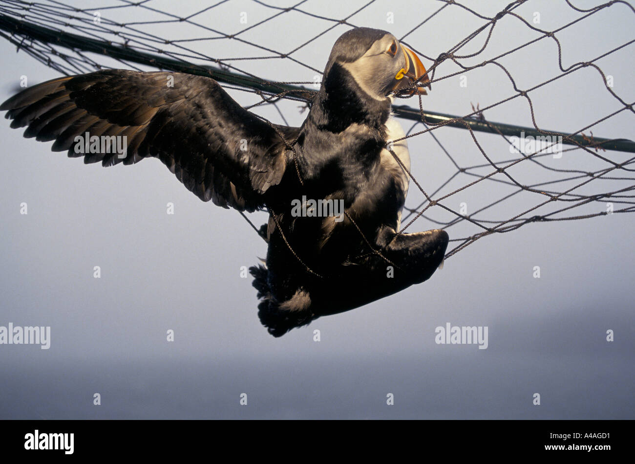 Puffin Hunting: A puffin caught in the net of the Hafwar. The hunters ...