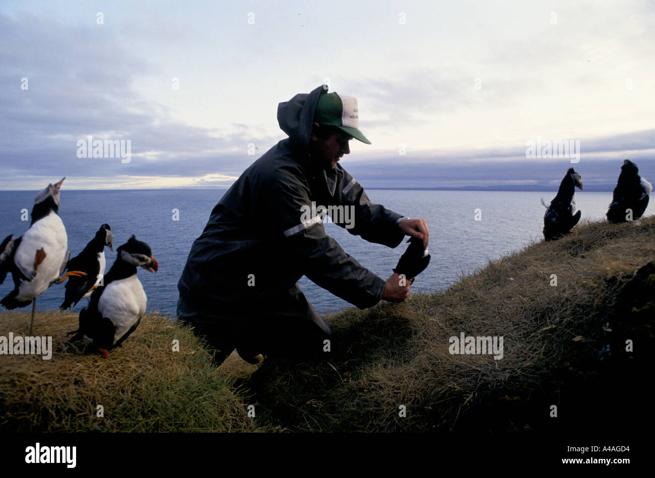 Puffin Hunting: Joi Ragg mounts two puffins he has just caught and ...