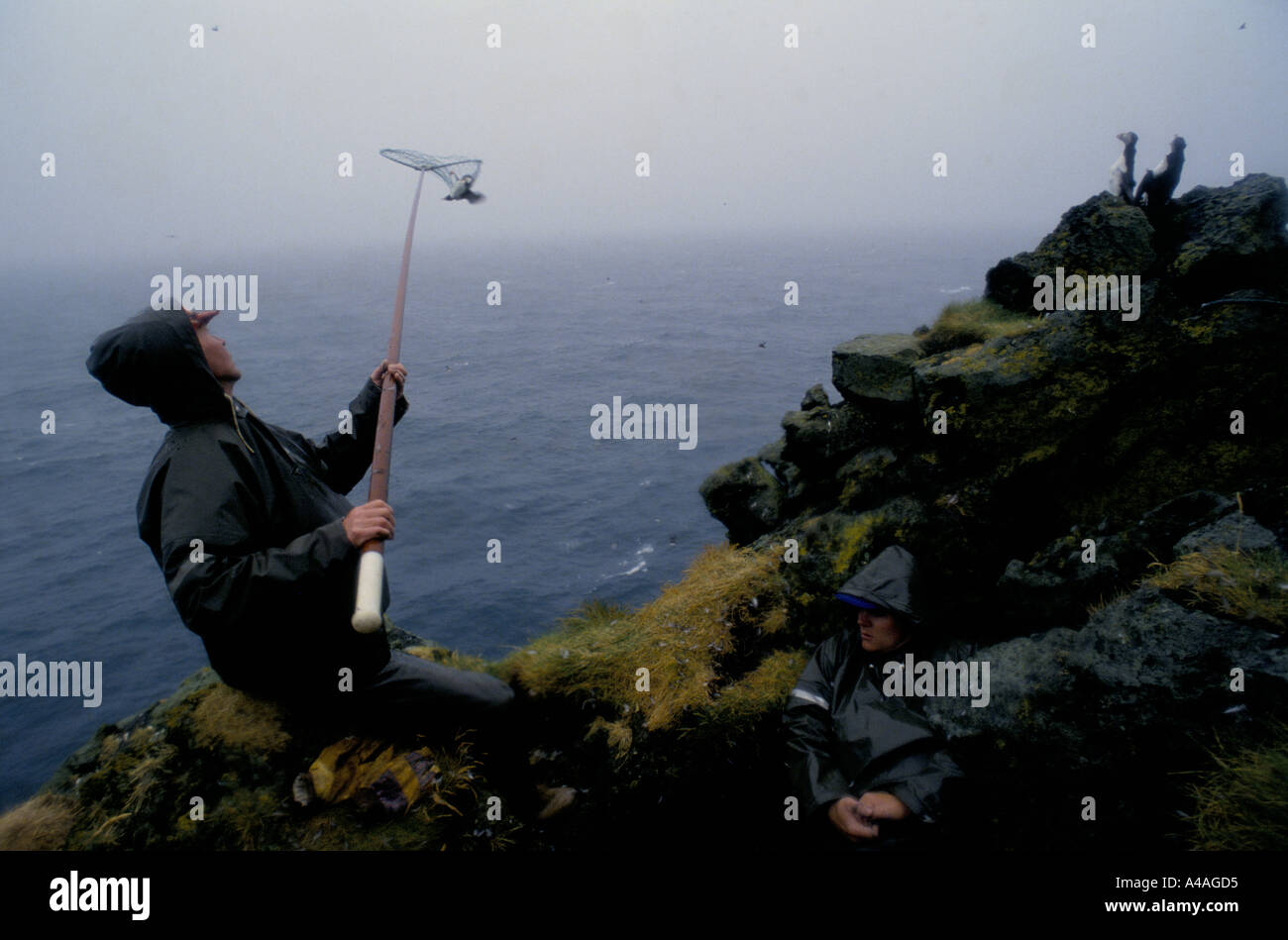 Puffin Hunting: Westermann Islander Gudni Hjorleiffson catching puffin ...