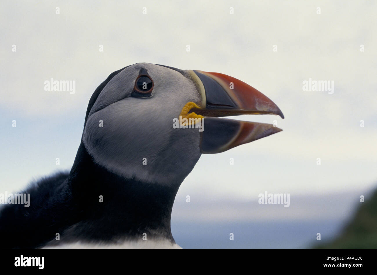 Westmann islands hi-res stock photography and images - Alamy