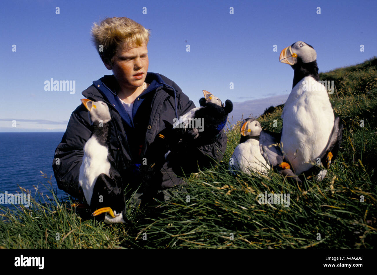 Puffin Hunting: The son of a puffin hunter mounts a dead puffin on a ...