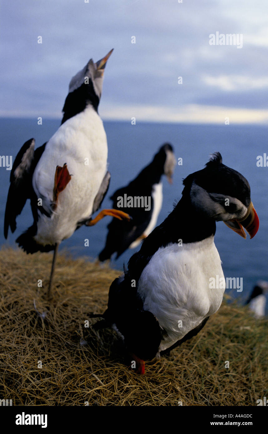 WESTMANN ISLANDS, ICELAND: Hunters have mounted dead puffins on sticks ...