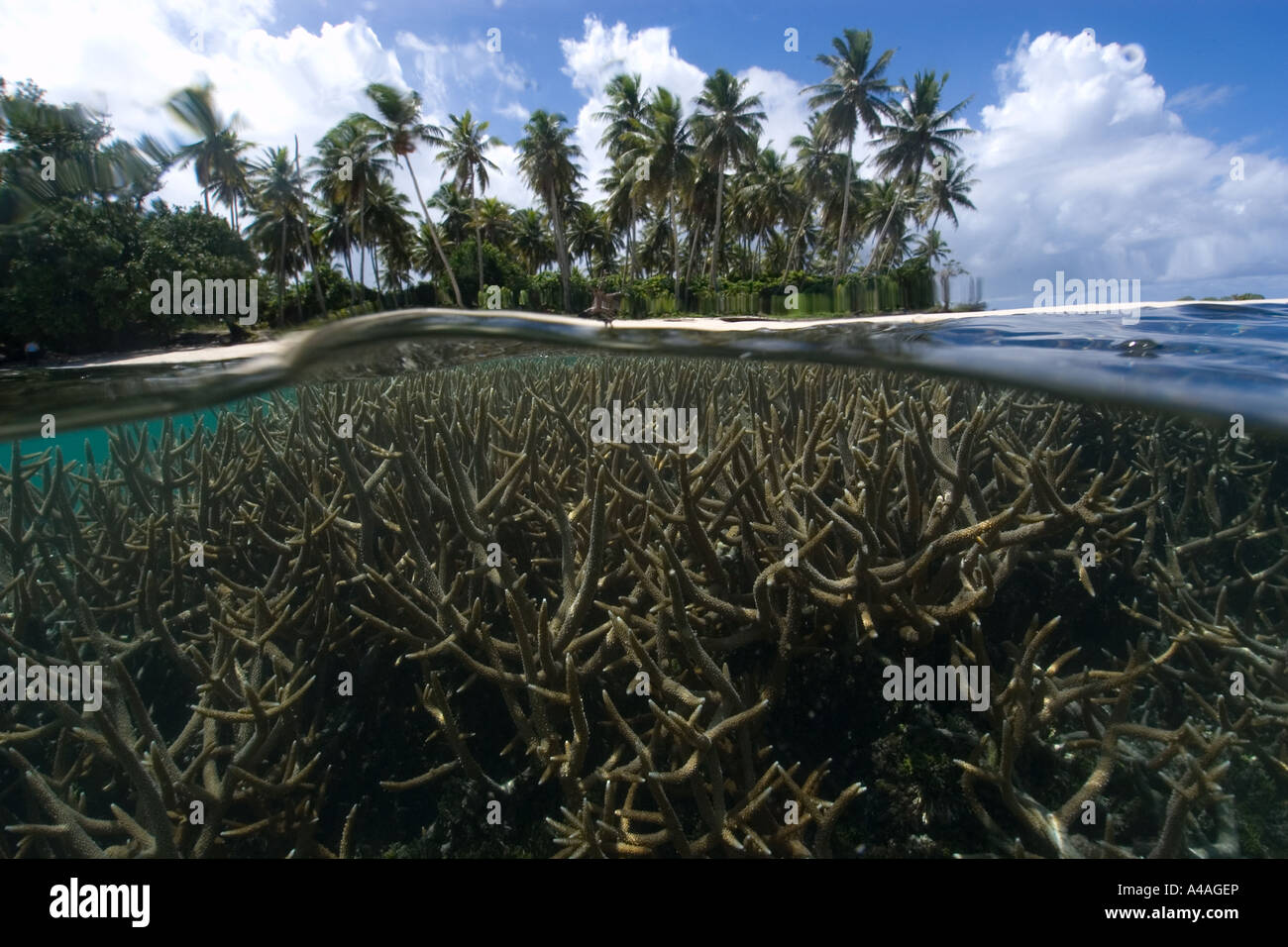 Split image of staghorn coral Acropora sp and island Truk lagoon Chuuk ...