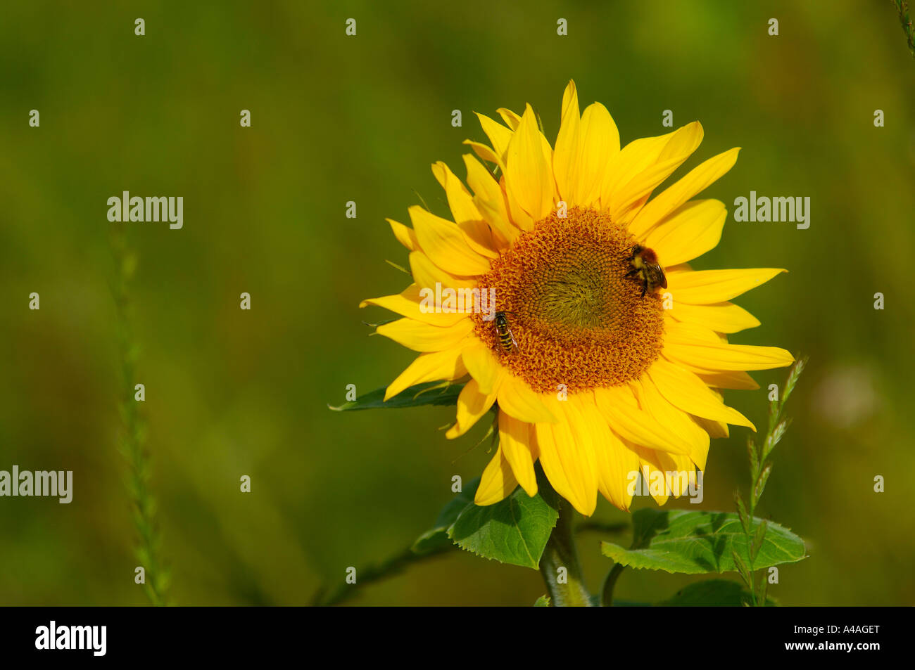 Sunflowers growing in a field near Arnprior, The Trossachs, Scotland ...