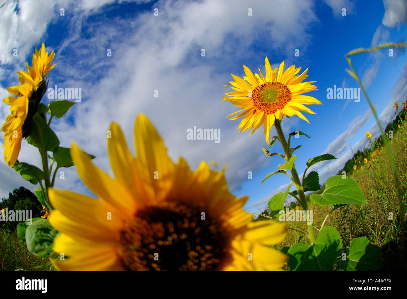 Sunflowers growing in a field near Arnprior, The Trossachs, Scotland ...