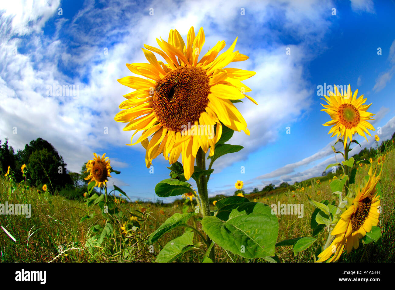 Sunflowers growing in a field near Arnprior, The Trossachs, Scotland ...