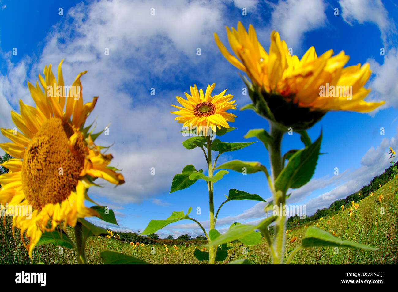 Sunflowers growing in a field near Arnprior, The Trossachs, Scotland ...