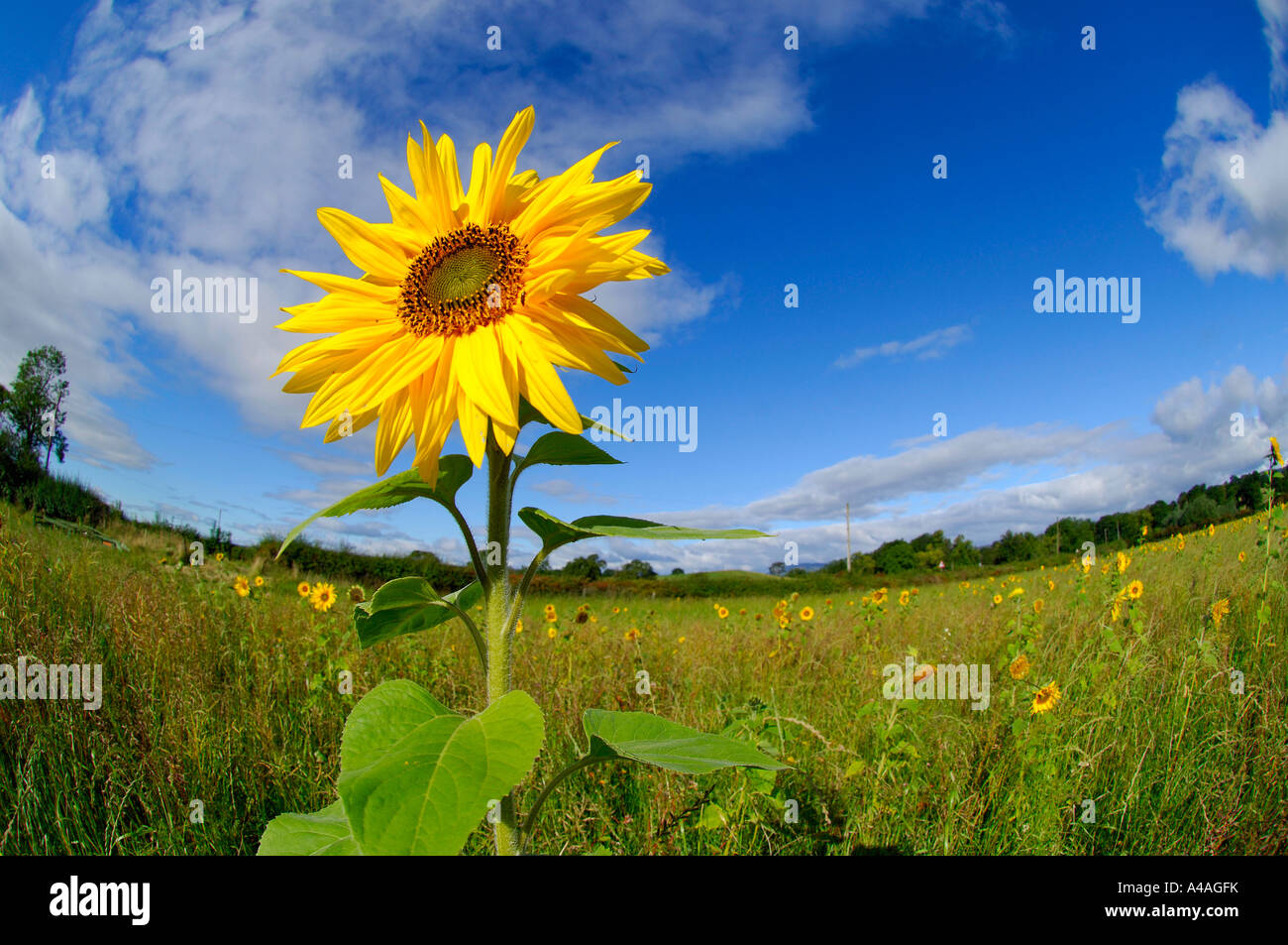 Sunflowers growing in a field near Arnprior, The Trossachs, Scotland ...