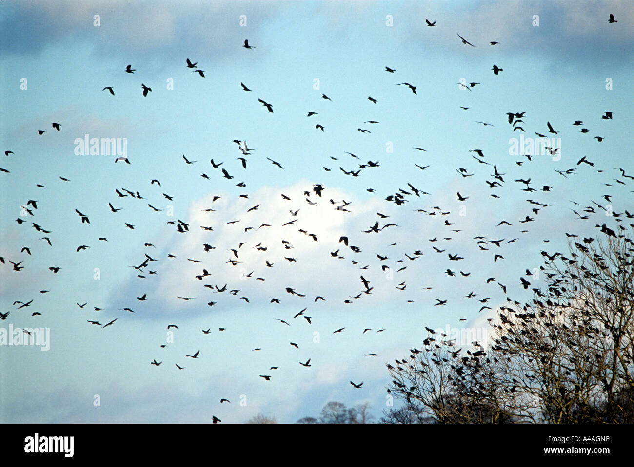 Rookery crow hi-res stock photography and images - Alamy