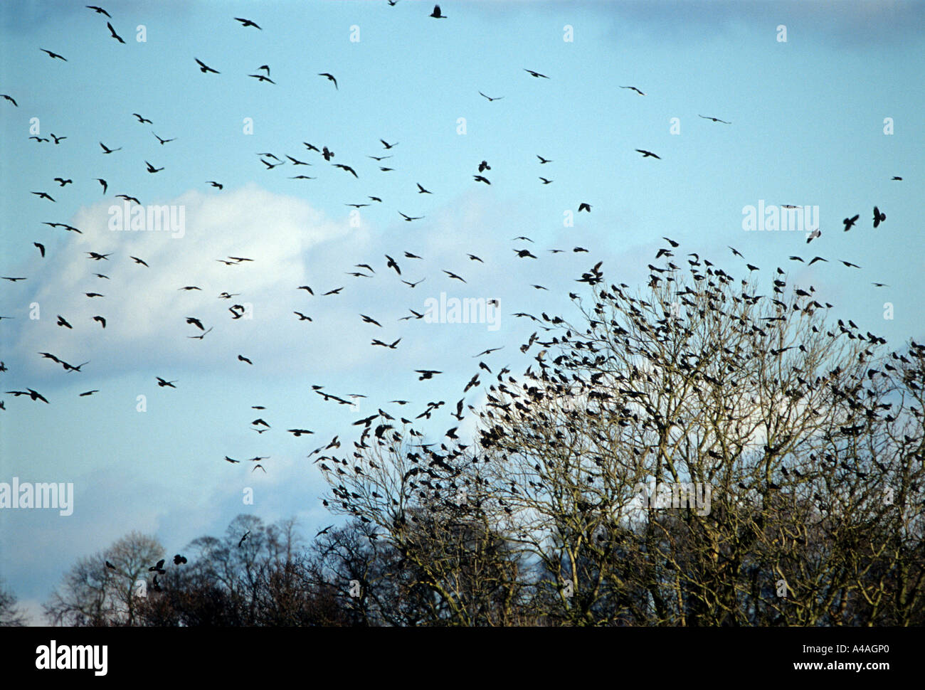 Rookery crow hi-res stock photography and images - Alamy