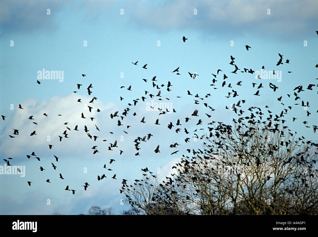 Rookery crow hi-res stock photography and images - Alamy