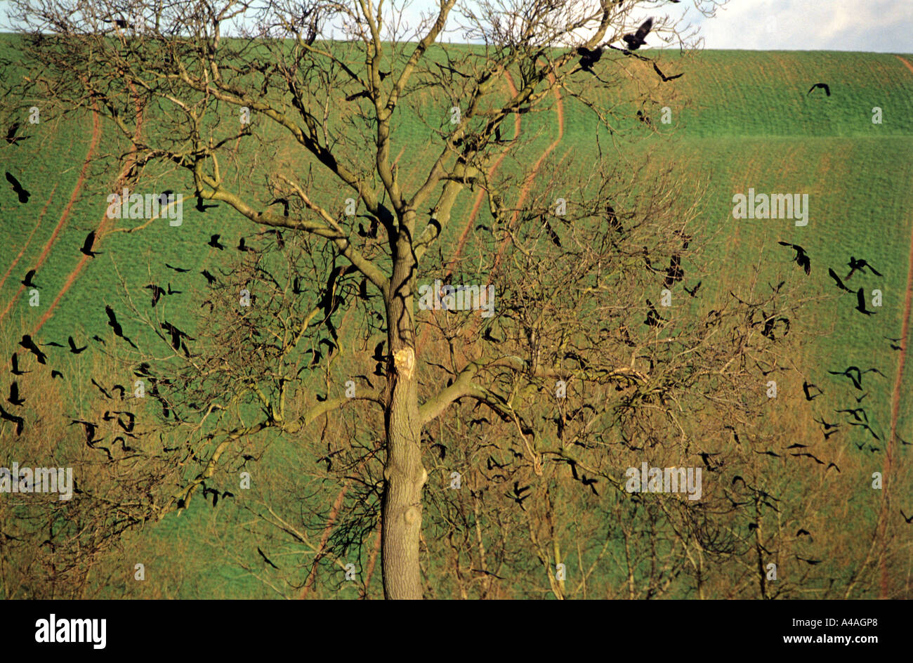 Rookery nottinghamshire hi-res stock photography and images - Alamy