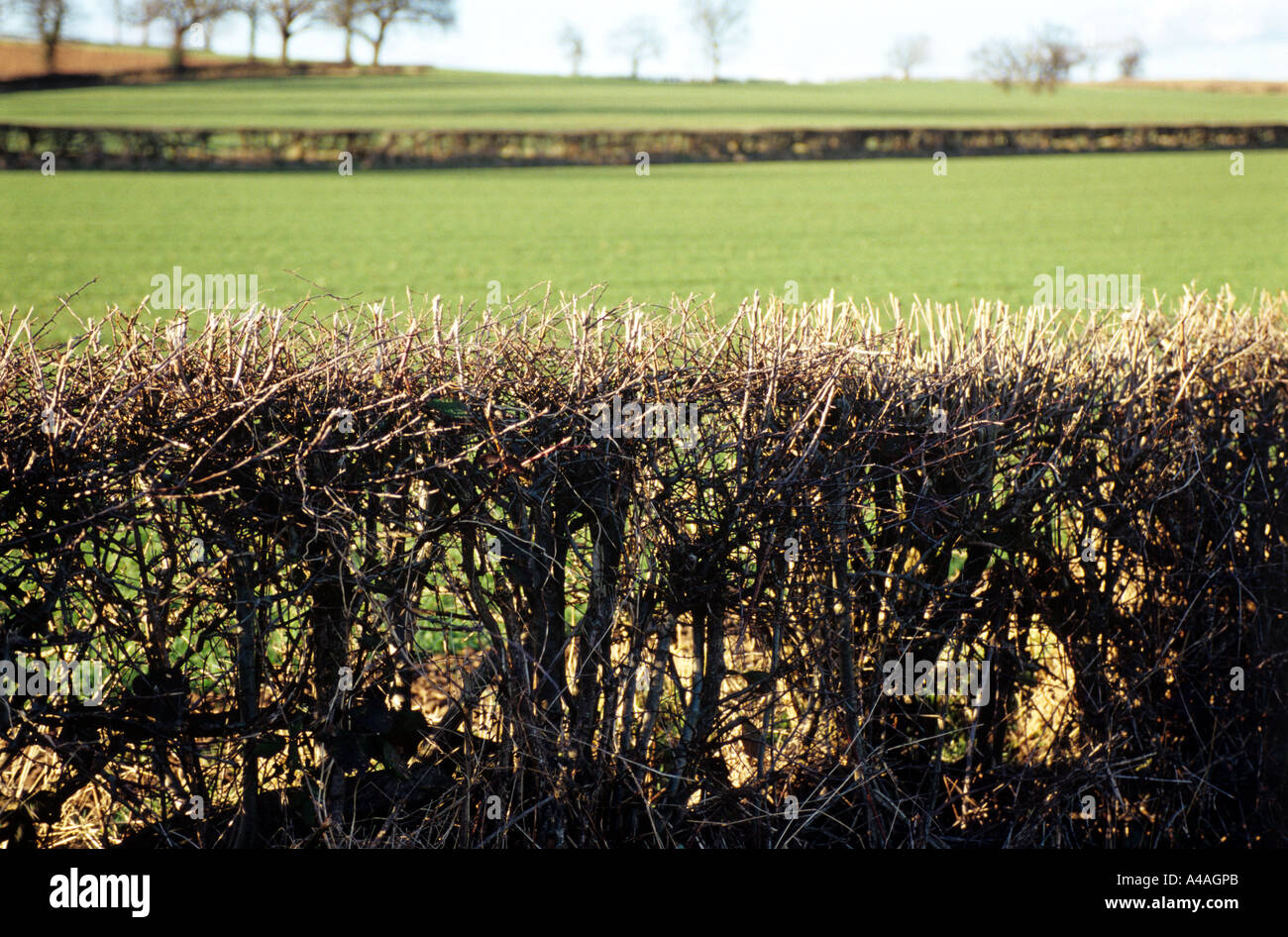Hawthrone hi-res stock photography and images - Alamy