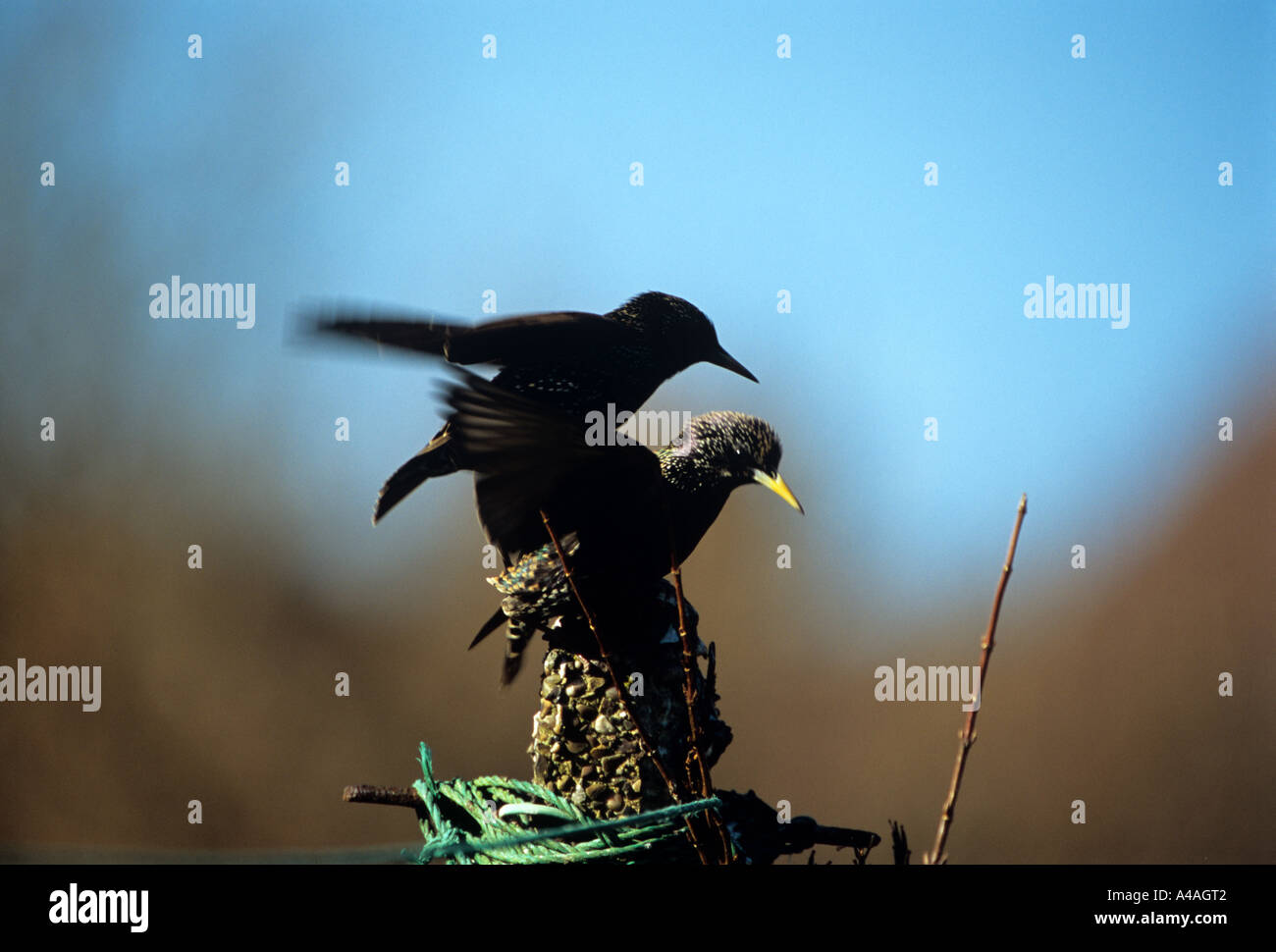 Pair of starlings hi-res stock photography and images - Alamy