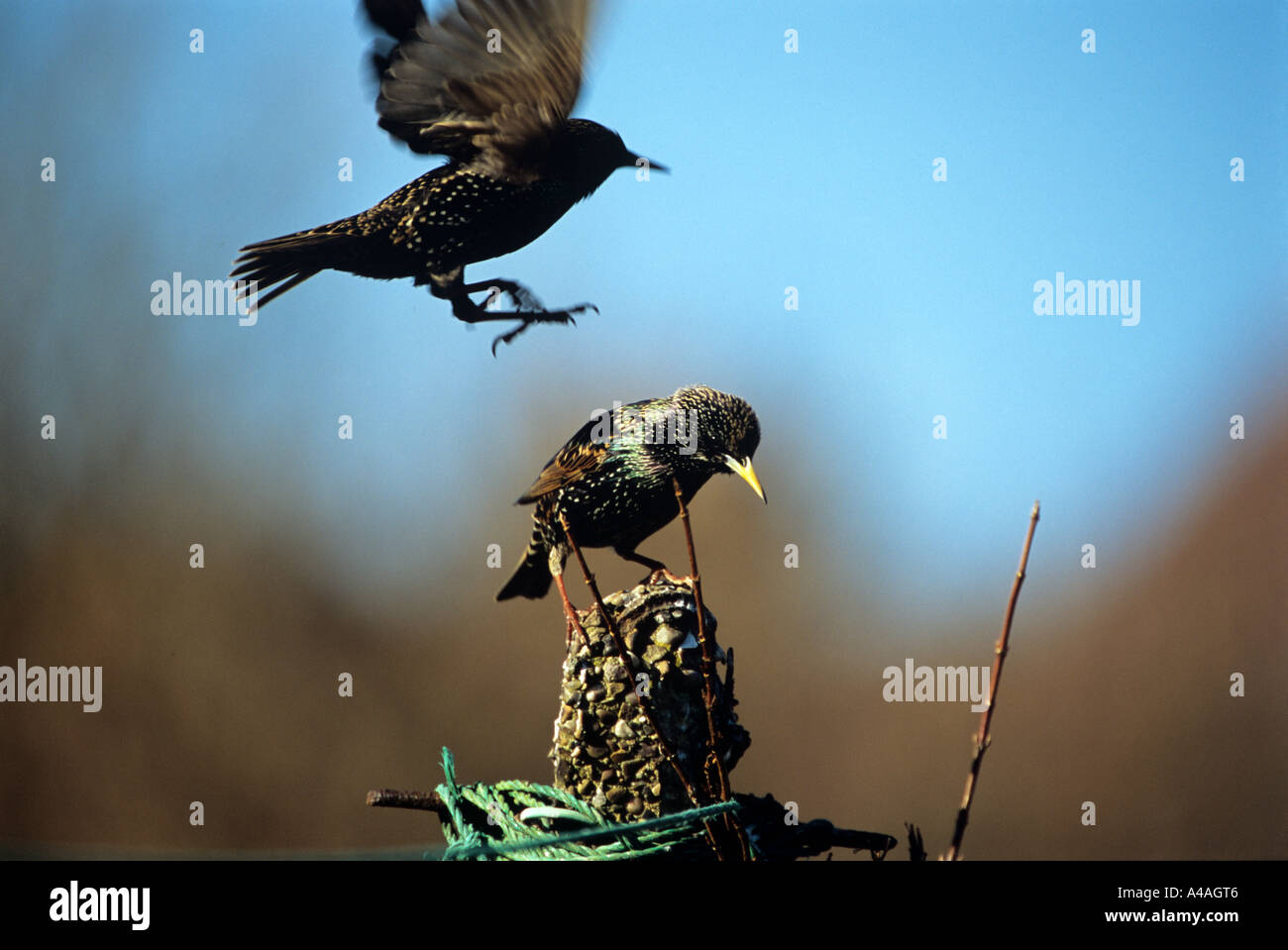 Starlings mating hi-res stock photography and images - Alamy