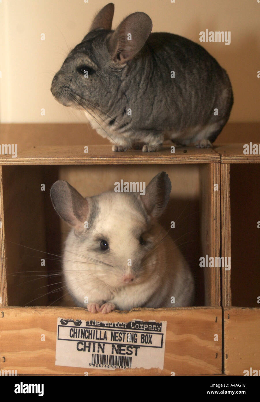 Two male chinchillas, one grey and one Mosaic white with grey markings ...