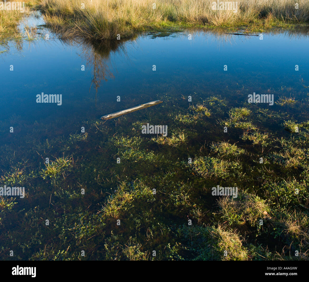 Cadnam common national trust hi-res stock photography and images - Alamy