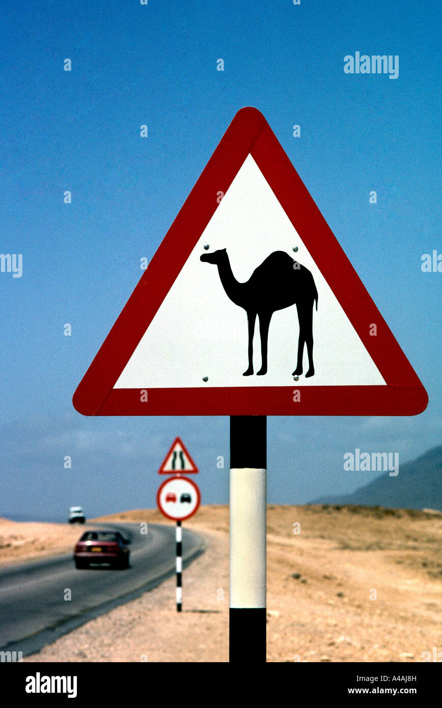 Salalah camel oman desert hi-res stock photography and images - Alamy
