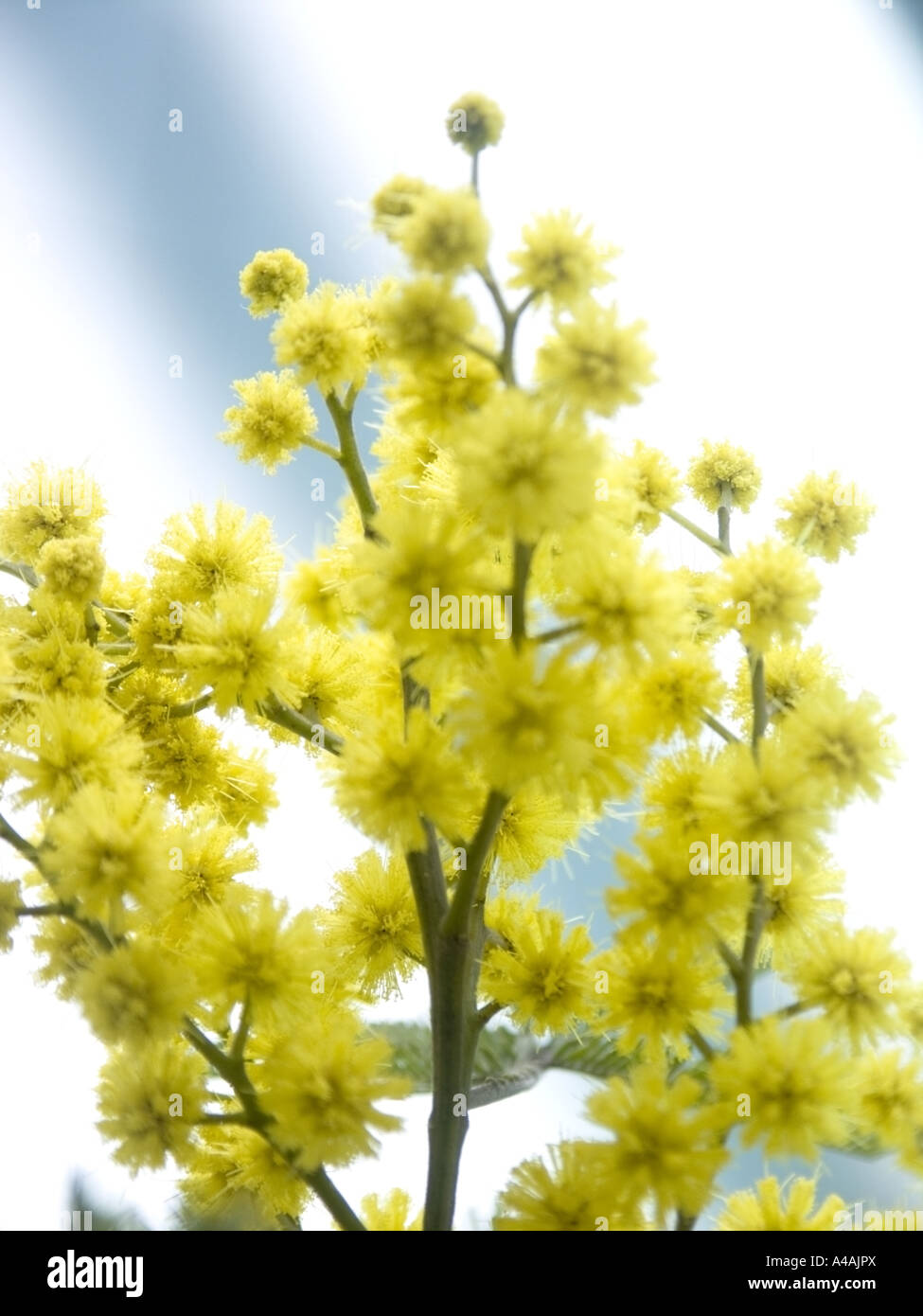 mimosae close up Stock Photo - Alamy