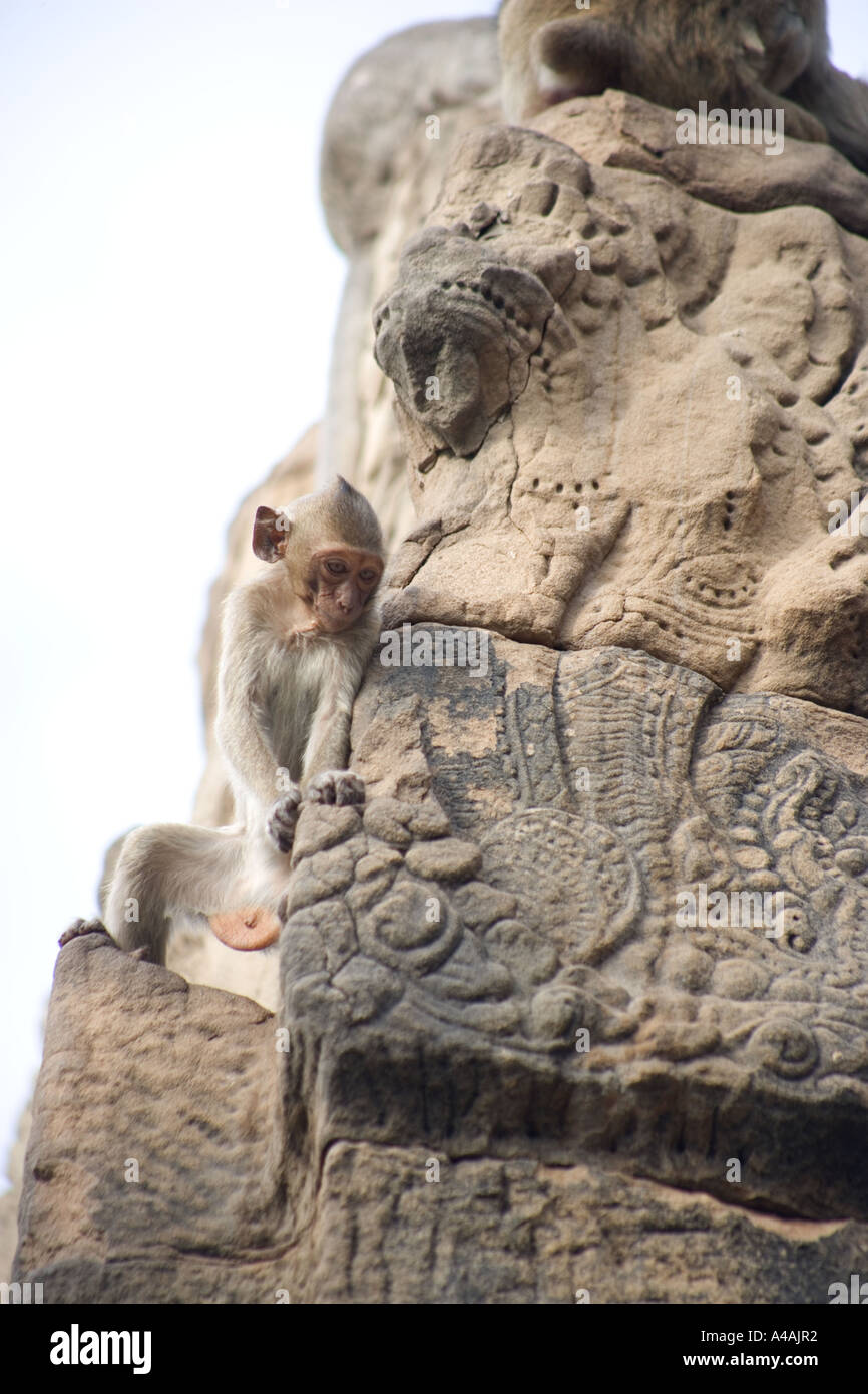 Central plains and thailand and monkeys hi-res stock photography and ...