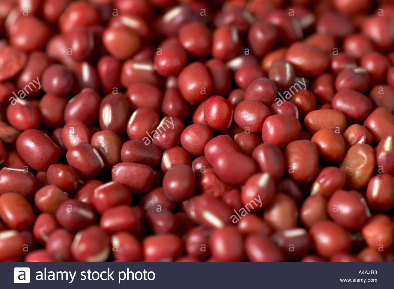 Azuki bean adzuki bean vigna angularis hi-res stock photography and ...