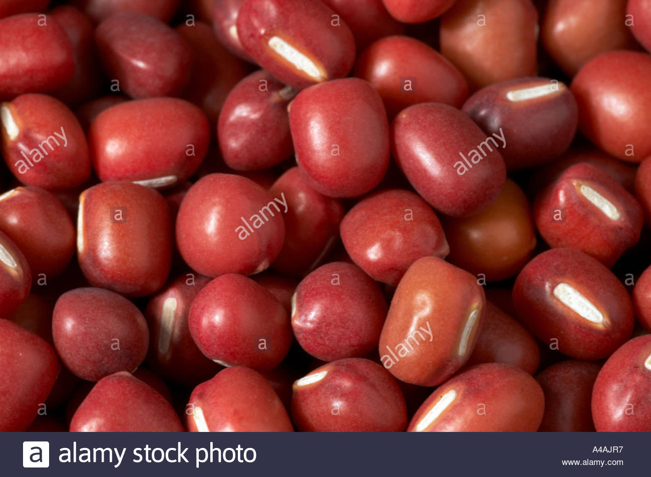 Azuki bean adzuki bean vigna angularis hi-res stock photography and ...
