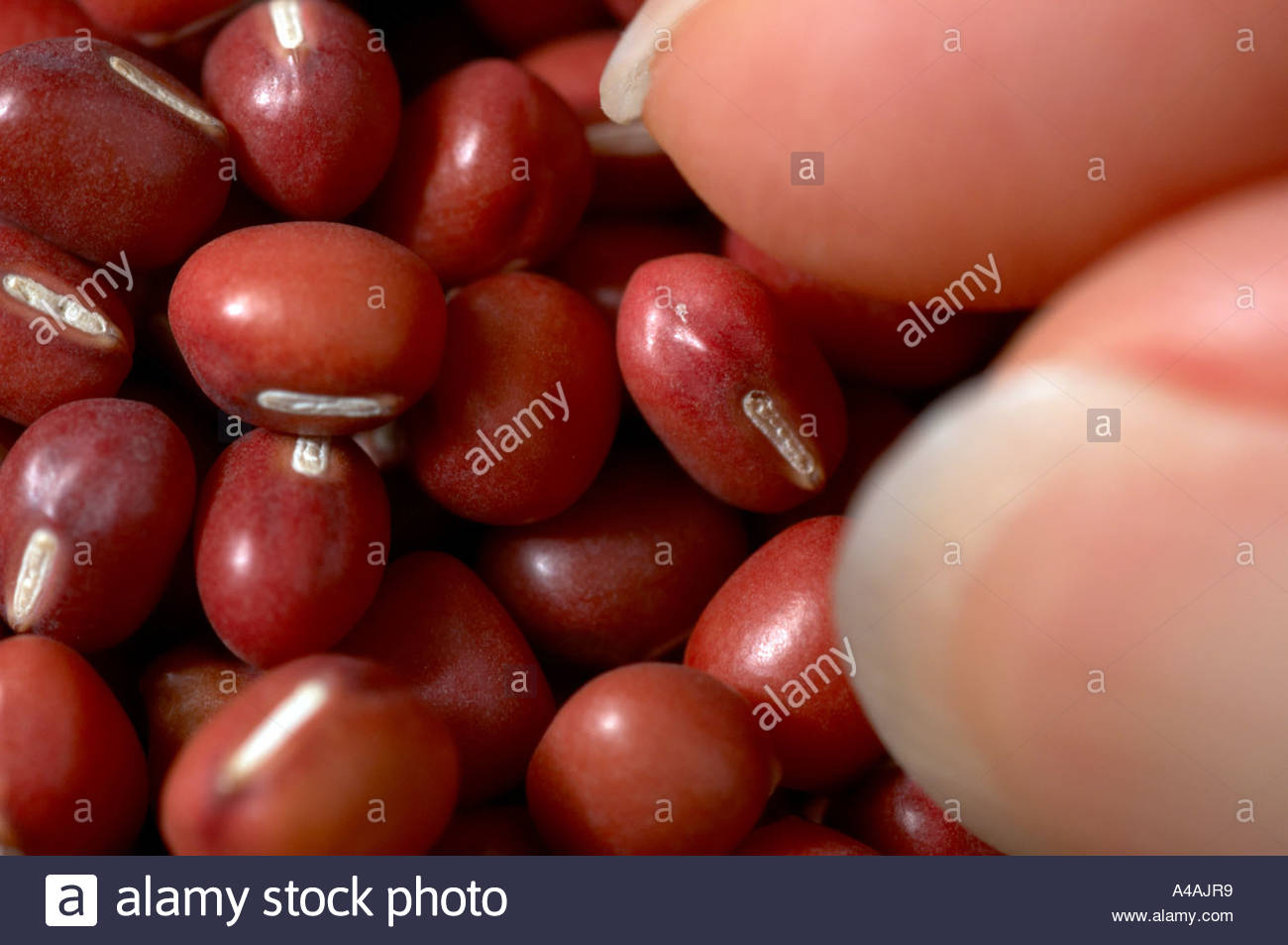 Azuki bean adzuki bean vigna angularis hi-res stock photography and ...