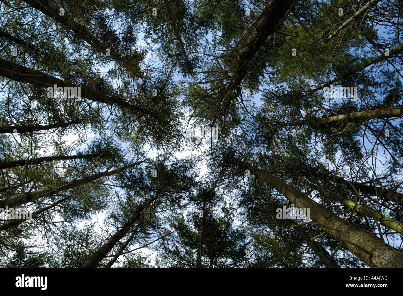 Michigan tall pine trees hi-res stock photography and images - Alamy