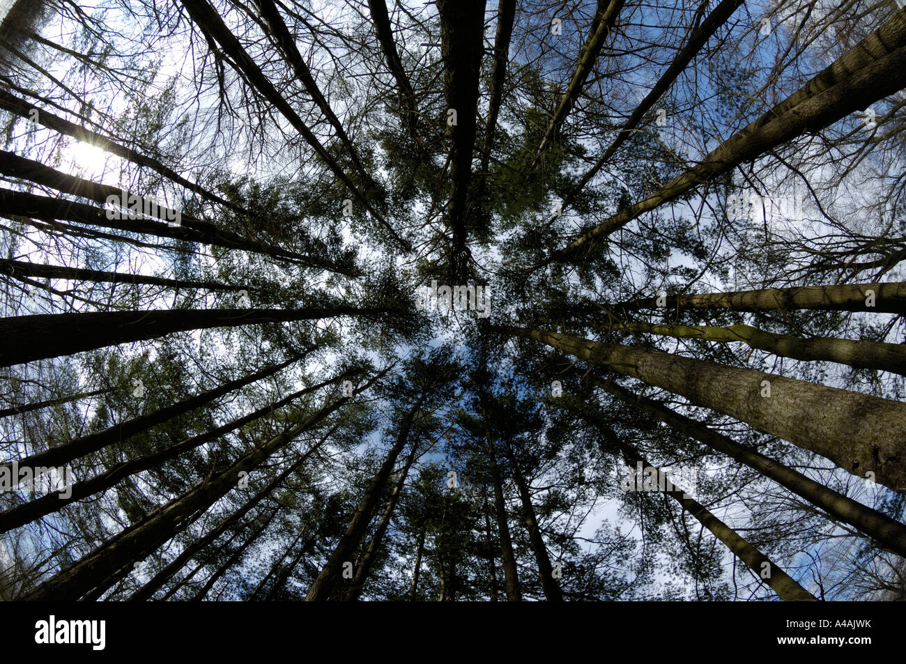 Tall trees stand hi-res stock photography and images - Alamy