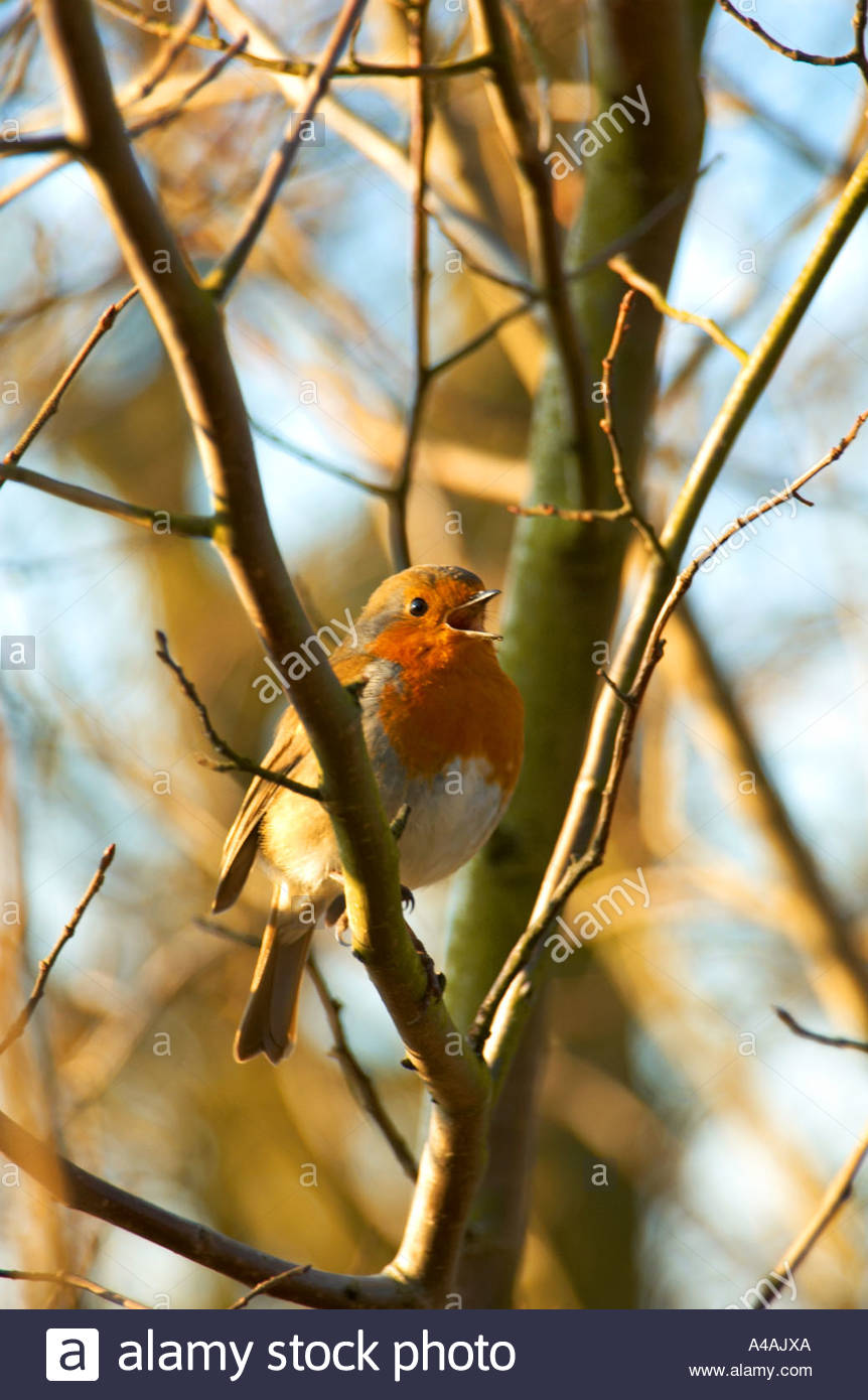 A singing Robin perched in a tree Stock Photo - Alamy