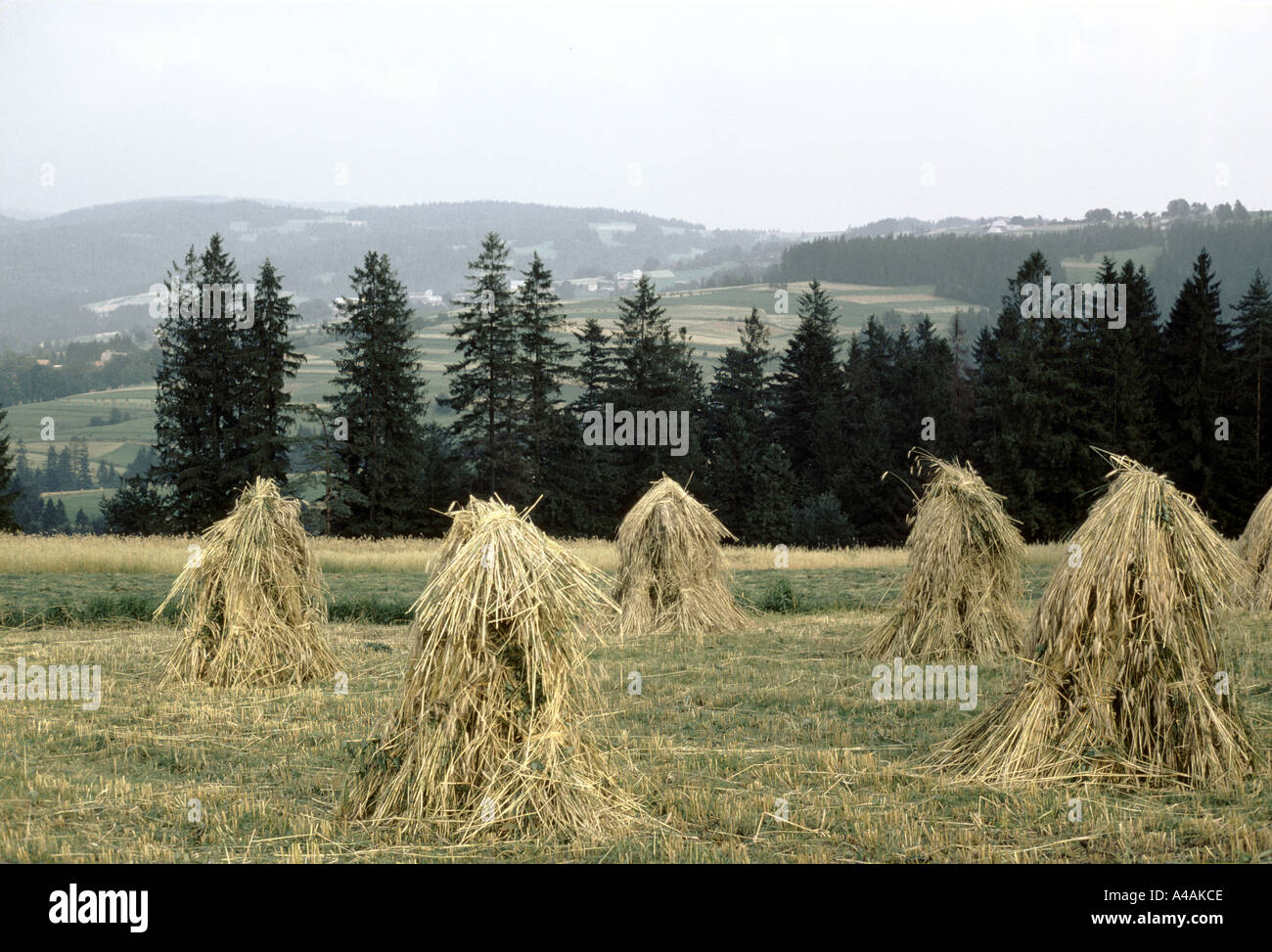 Corn stacks hi-res stock photography and images - Alamy
