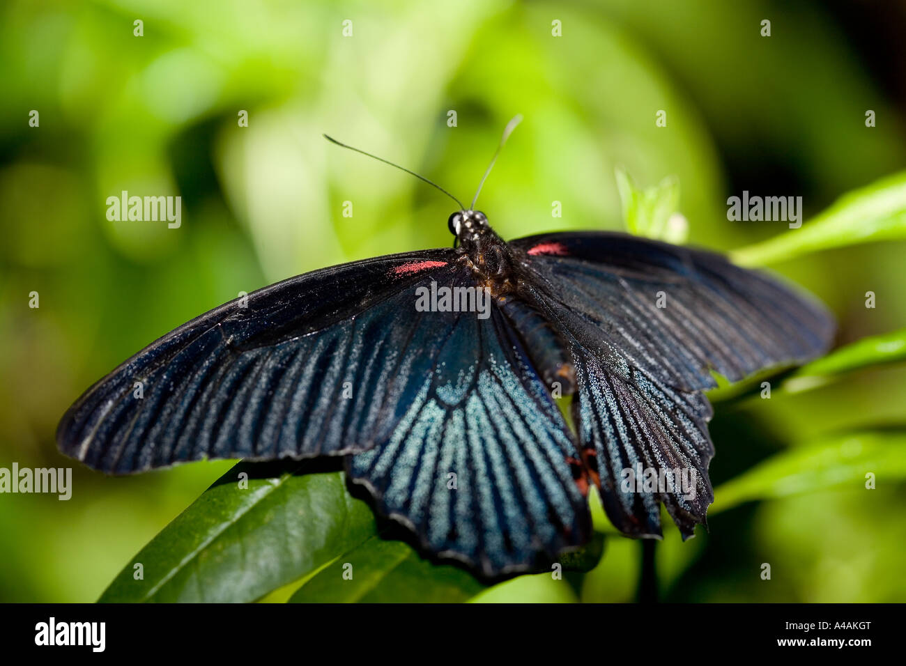 Black Swallowtail butterfly Stock Photo - Alamy