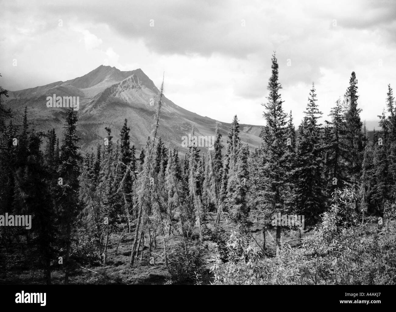 Center tree Black and White Stock Photos & Images - Alamy