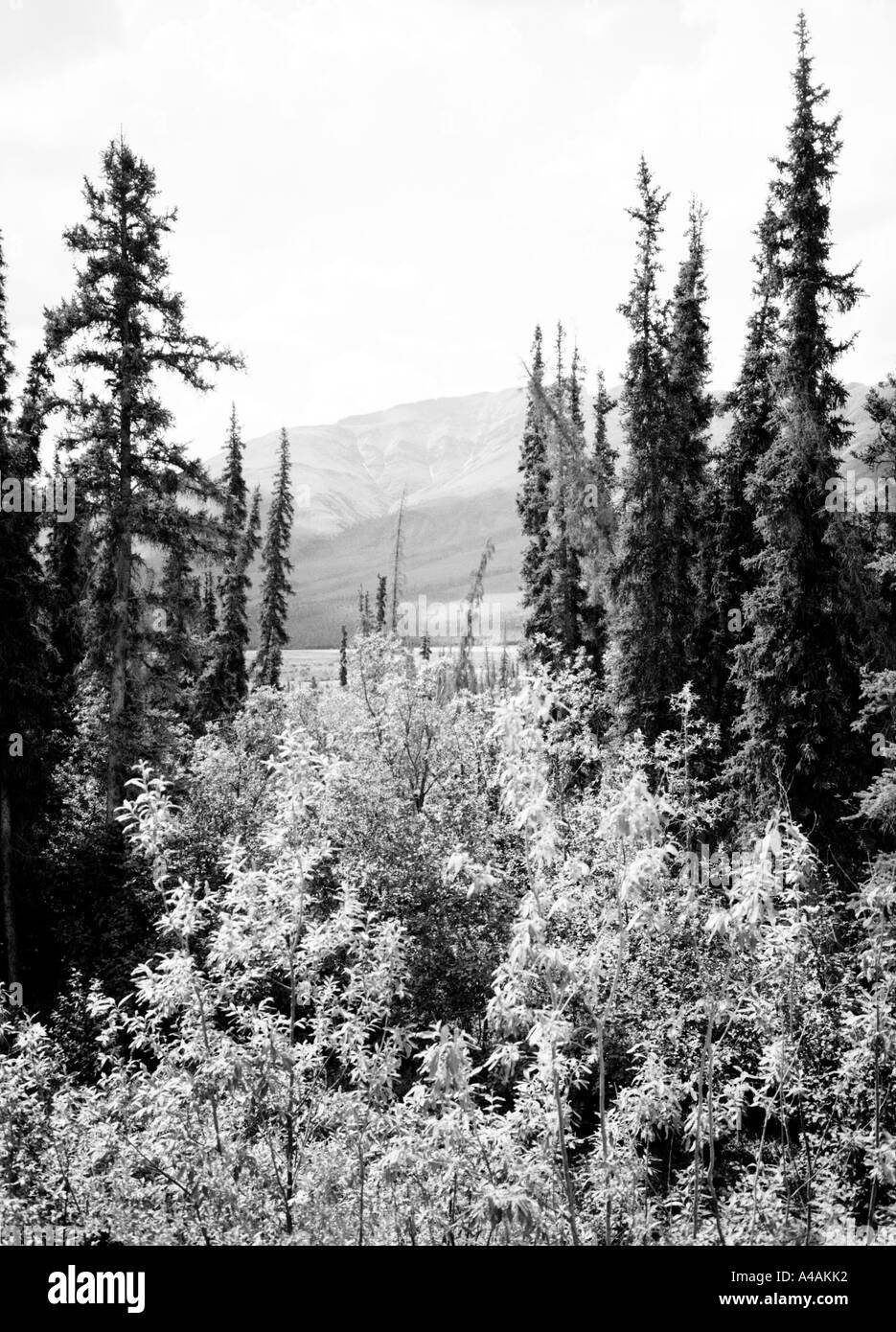Bush alaska Black and White Stock Photos & Images - Alamy