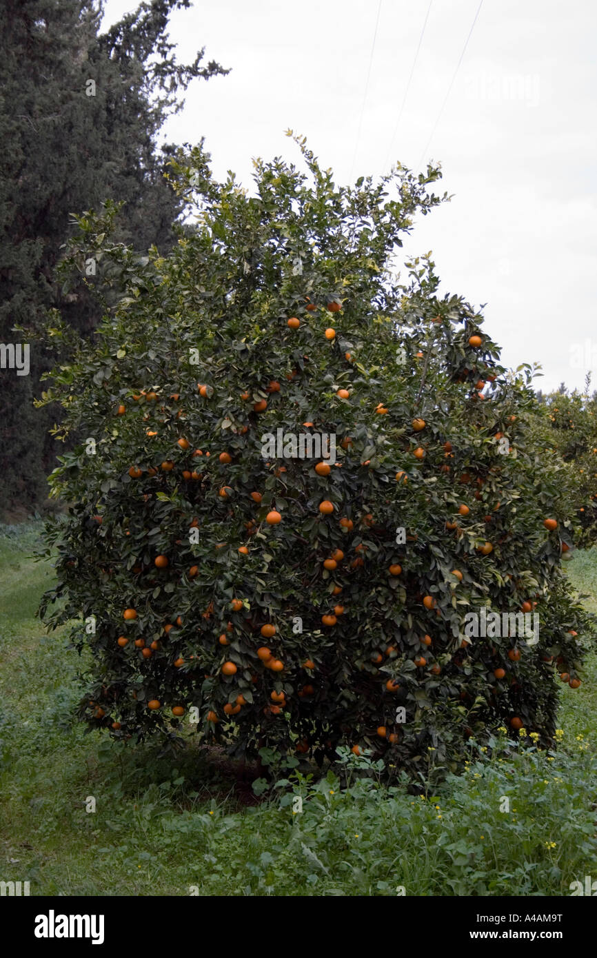 Citrus plantations hi-res stock photography and images - Alamy