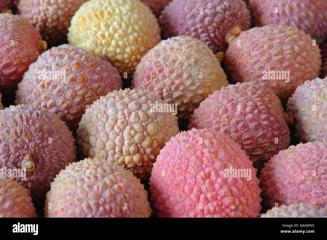 Litchis Leechees Lytchees fruits close up Sapindaceae Stock Photo - Alamy