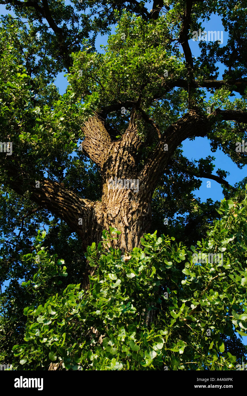 Cottonwood tree detail Spring looking up Stock Photo - Alamy